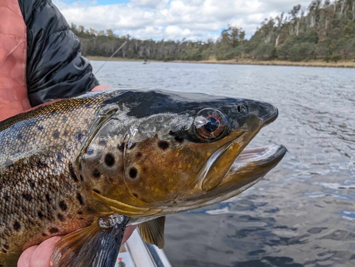 Portrait of a wild brown trout – Trout Territory Fish Wild Tasmania