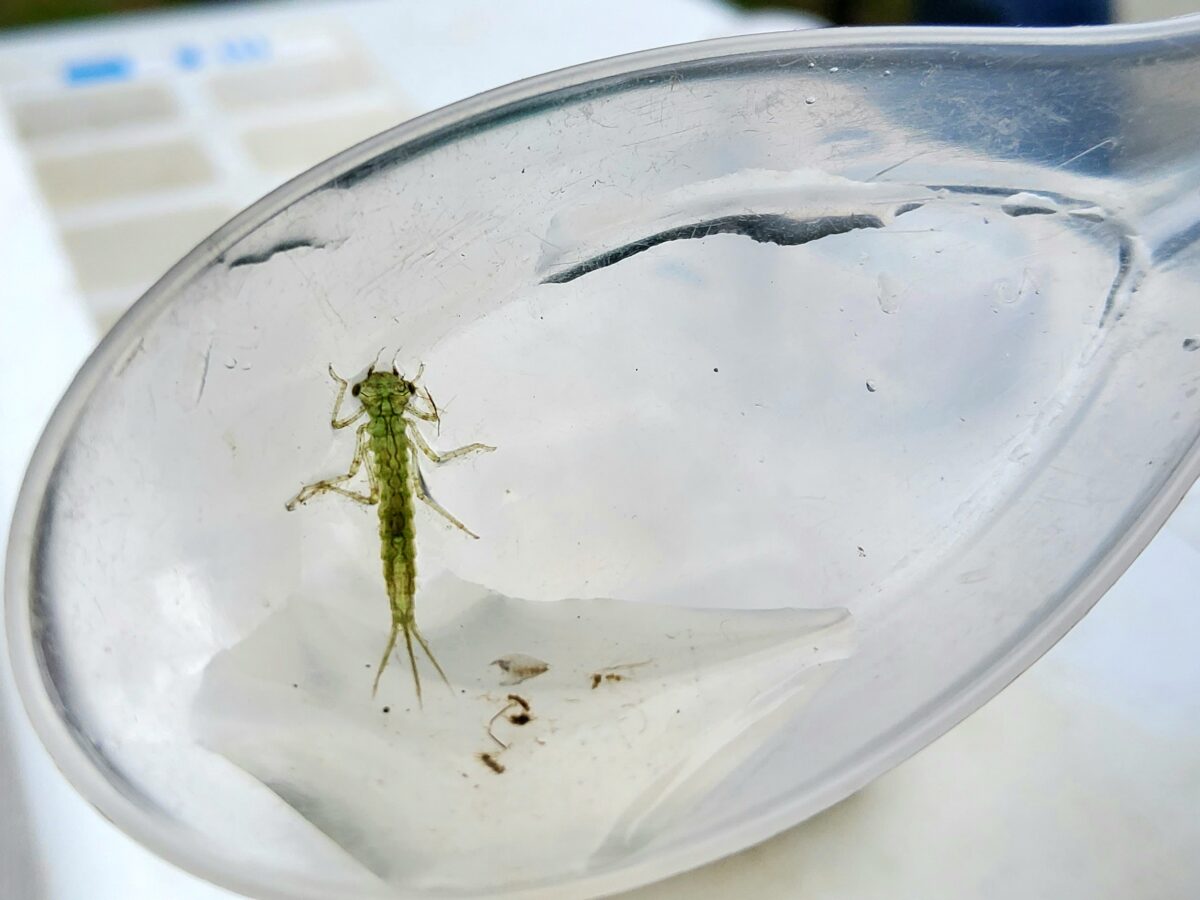 Waterbug Blitz – Trout Territory Fish Wild Tasmania