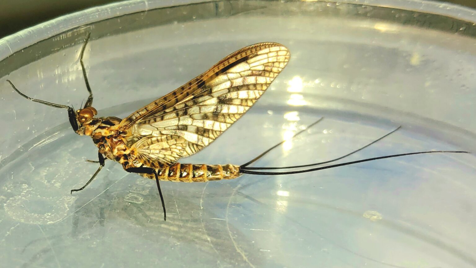 Life Cycle of the Tasmanian Mayfly – Trout Territory Fish Wild Tasmania