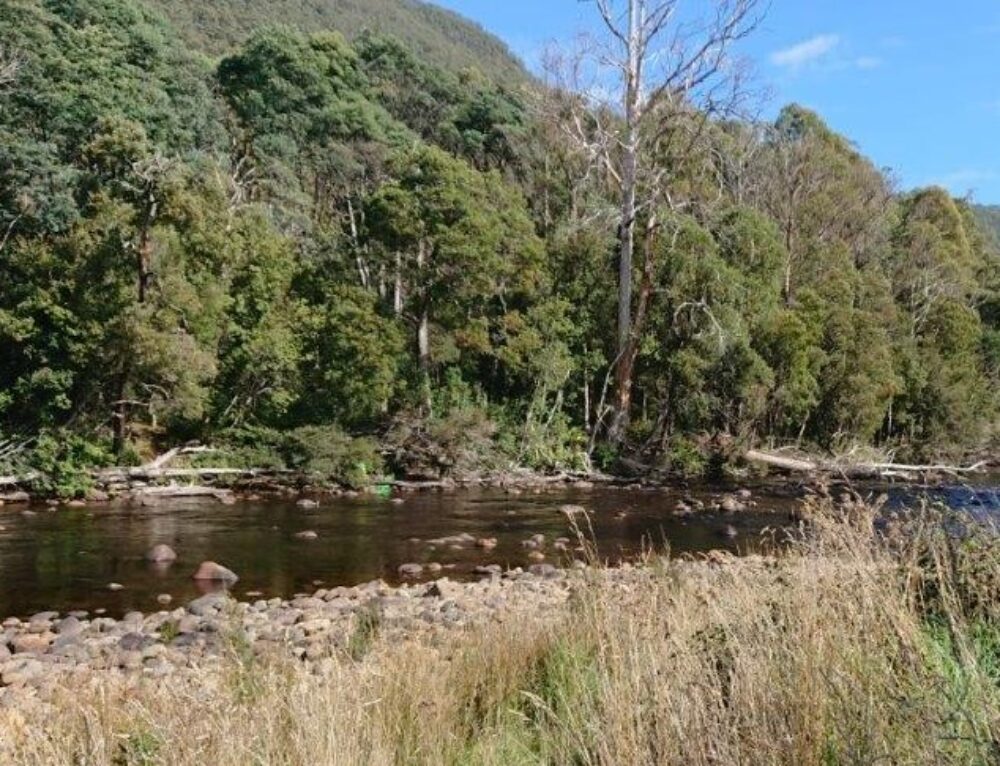 Leven River, Tasmania – Trout Territory Fish Wild Tasmania
